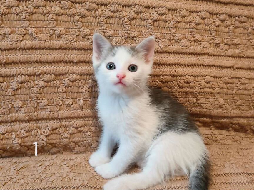 Котята