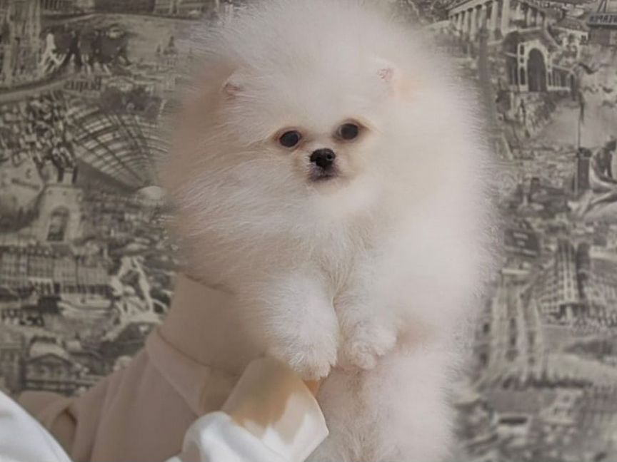 Померанец айс крем 3 мес. Видео