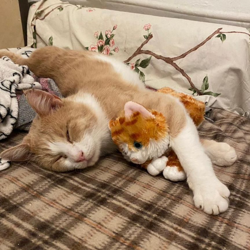 Котёнок в добрые руки