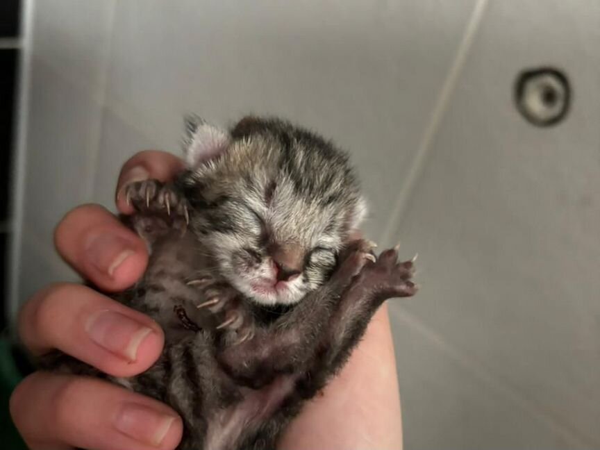 Манчкин