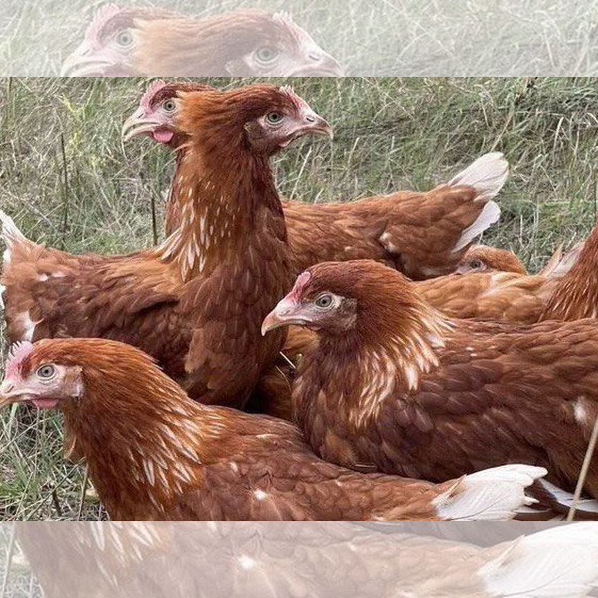 Красные куры несушки