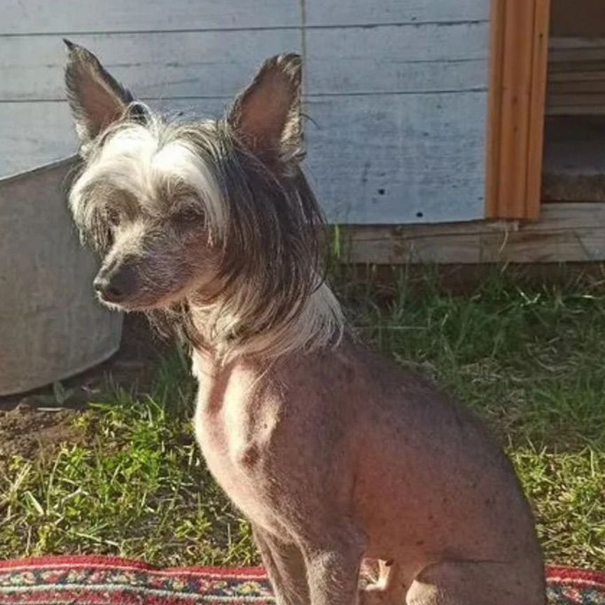 Отдам в добрые руки собачку