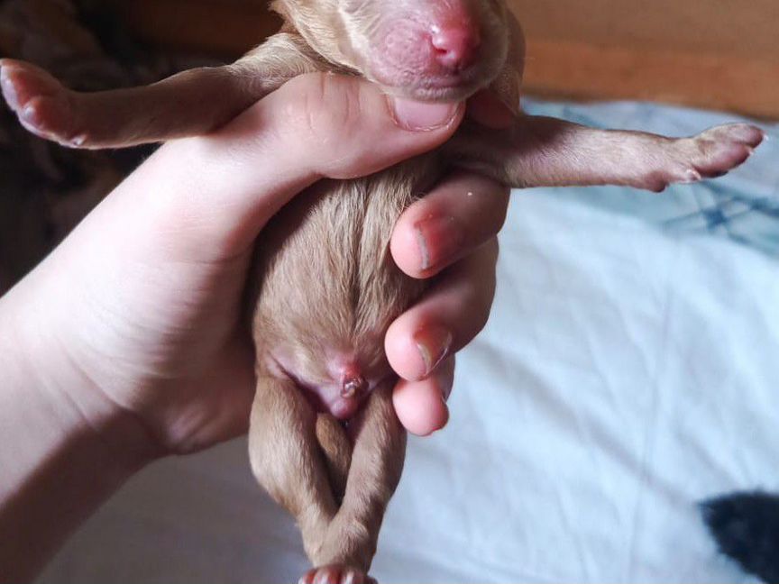 Мальчик пуделек