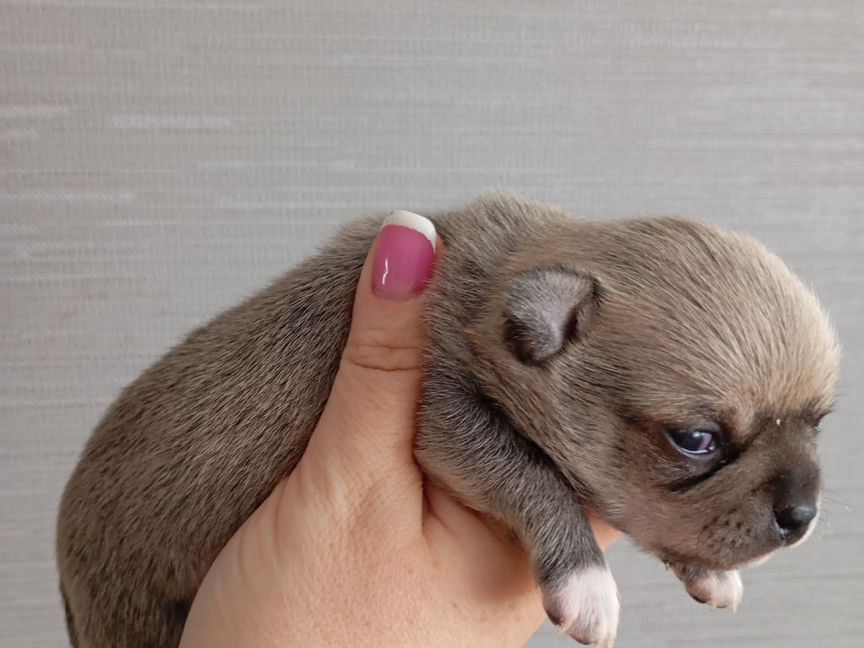 Щенок чихуахуа