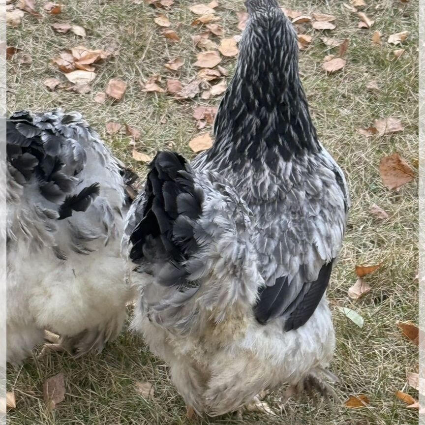 Куры породы брама