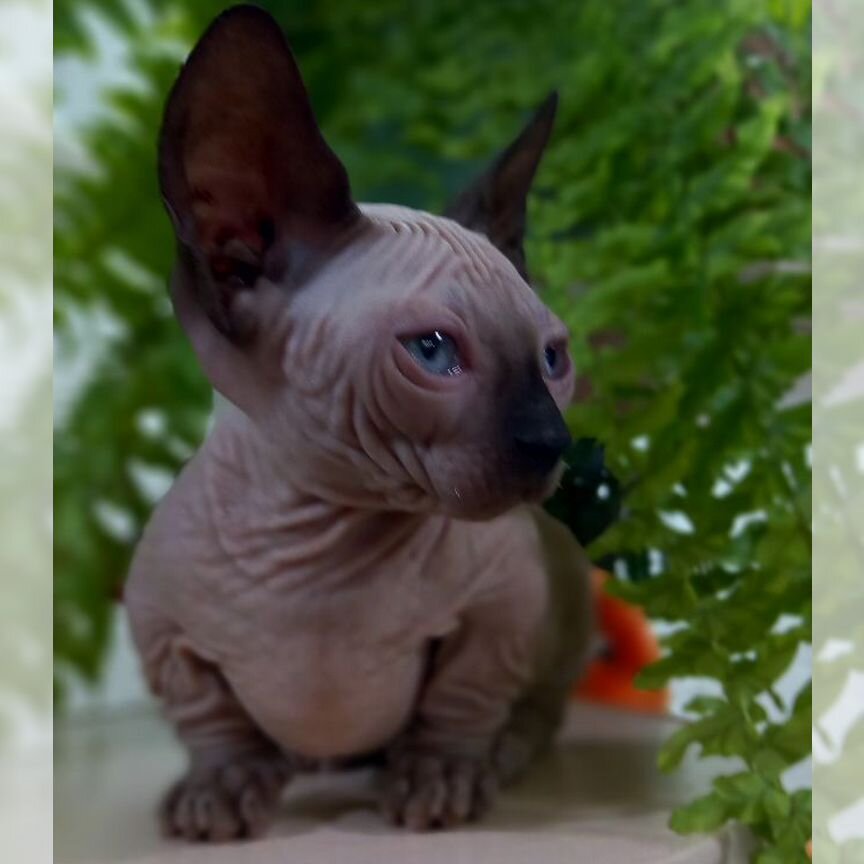 Канадский сфинкс котёнок