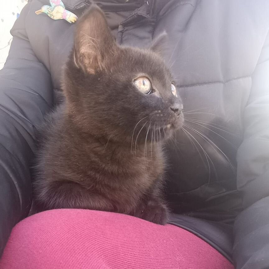 Котик "Мишка" в дар