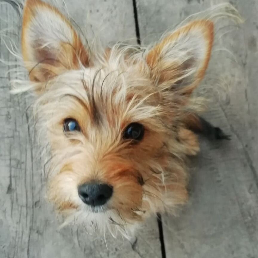 Взрослый пёс в добрые руки