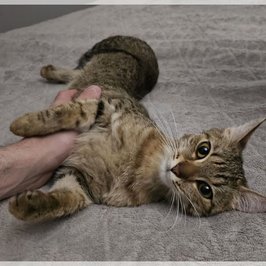 Котёнок в добрые руки