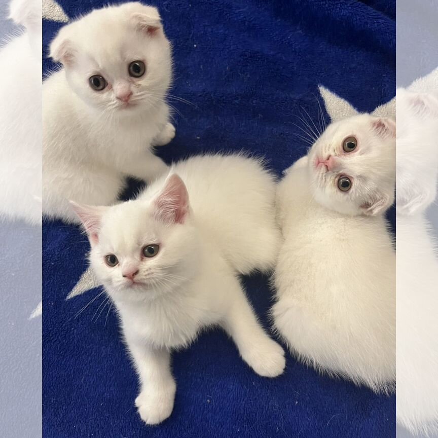 Шотландские котята