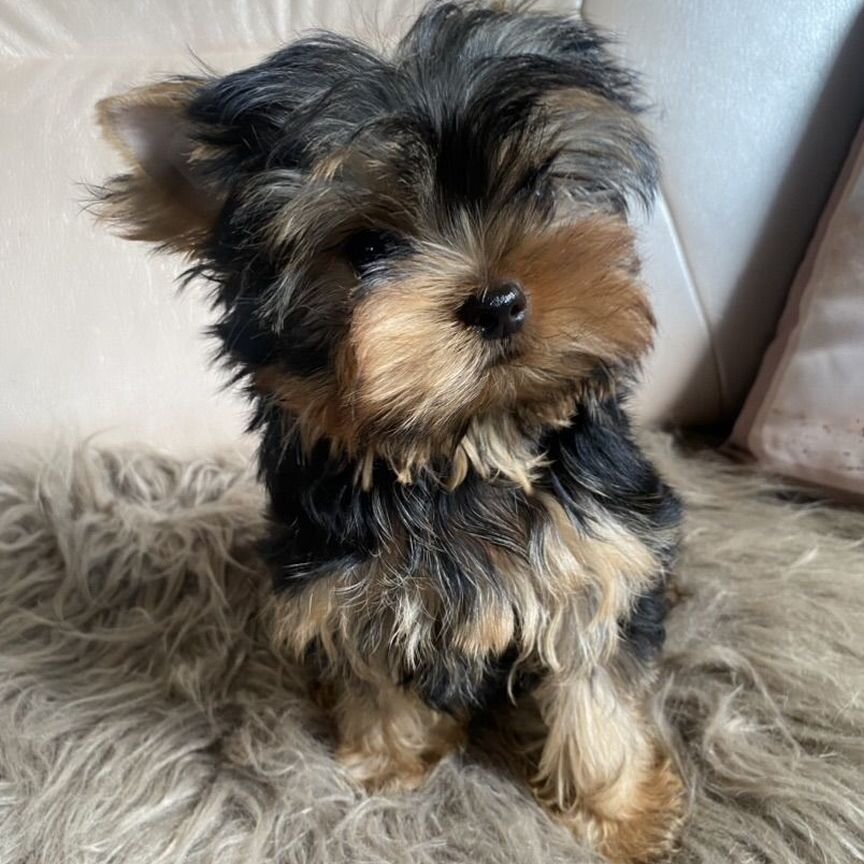 Йоркширский терьер, щенок