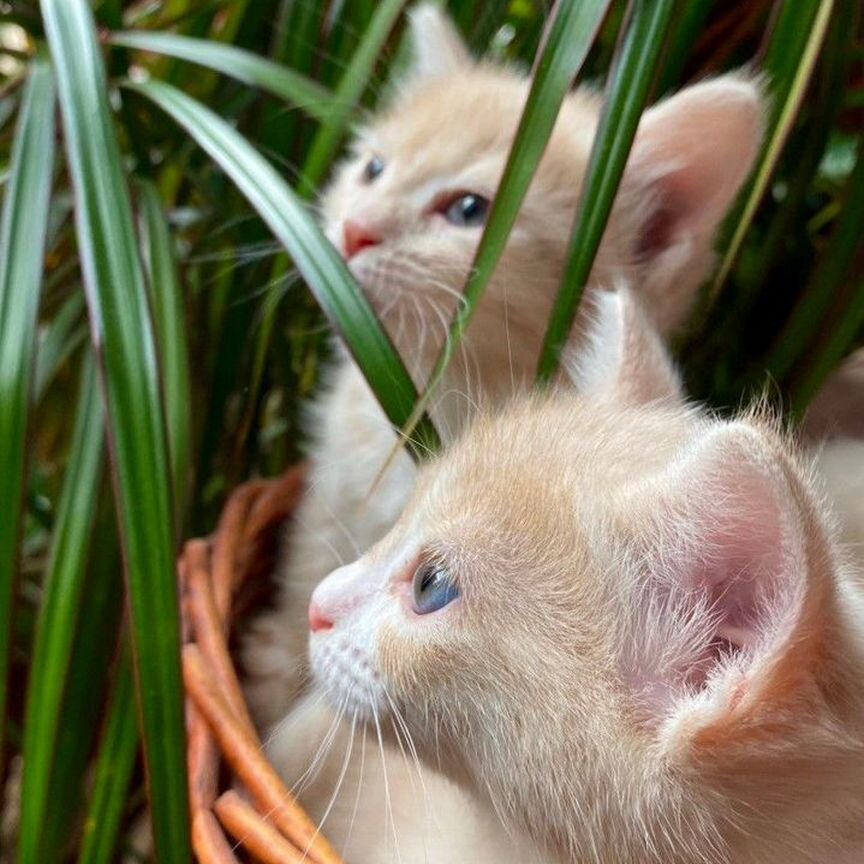 Рыжие пушистики на счастье