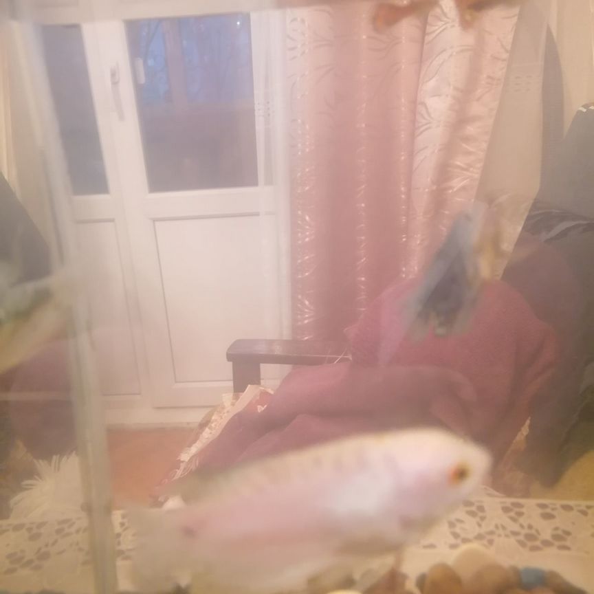 Самец гурами