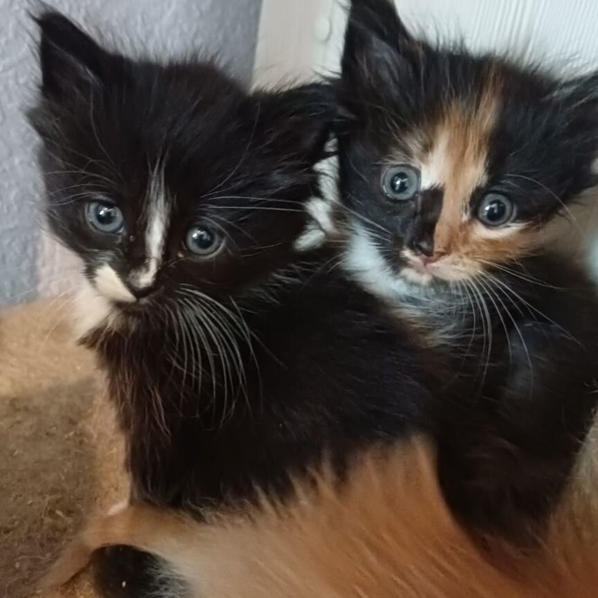 Котята в добрые руки бесплатно