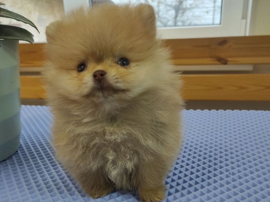 Маленькие гномики