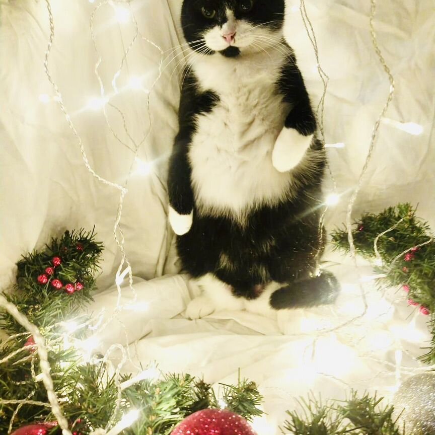 Новогодний котик