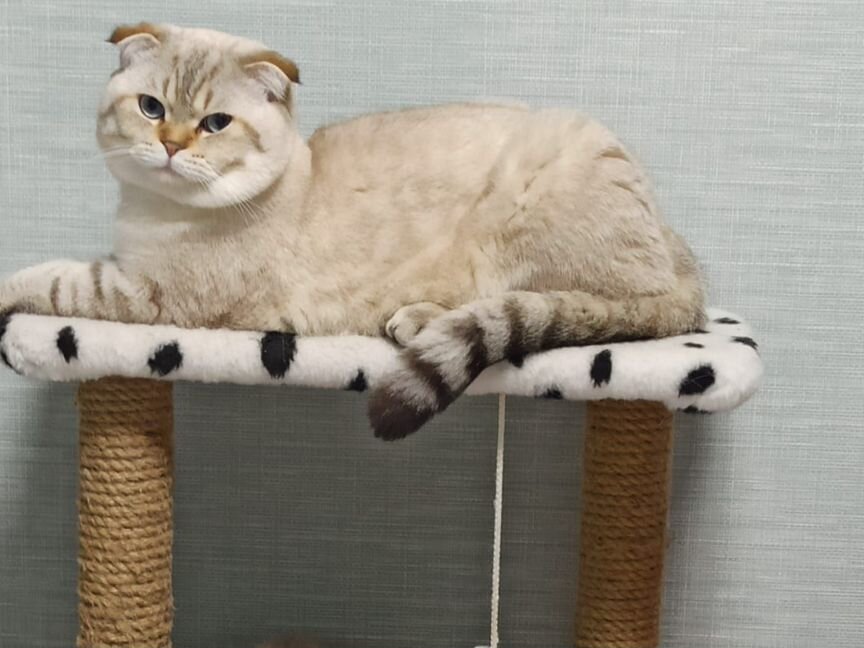 Кот для вязки