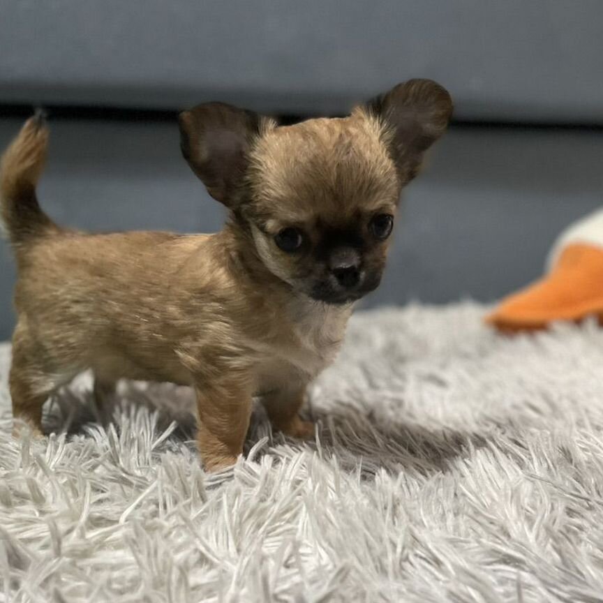 Чихуахуа, щенок