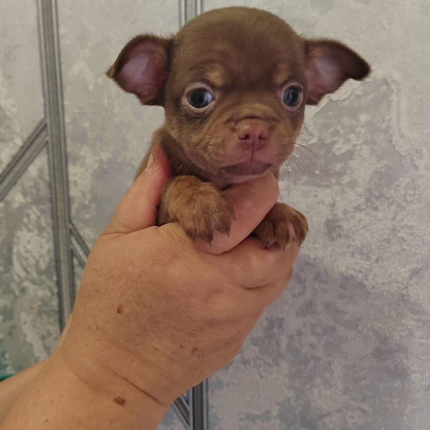 Щенки чихуахуа с документами, чип