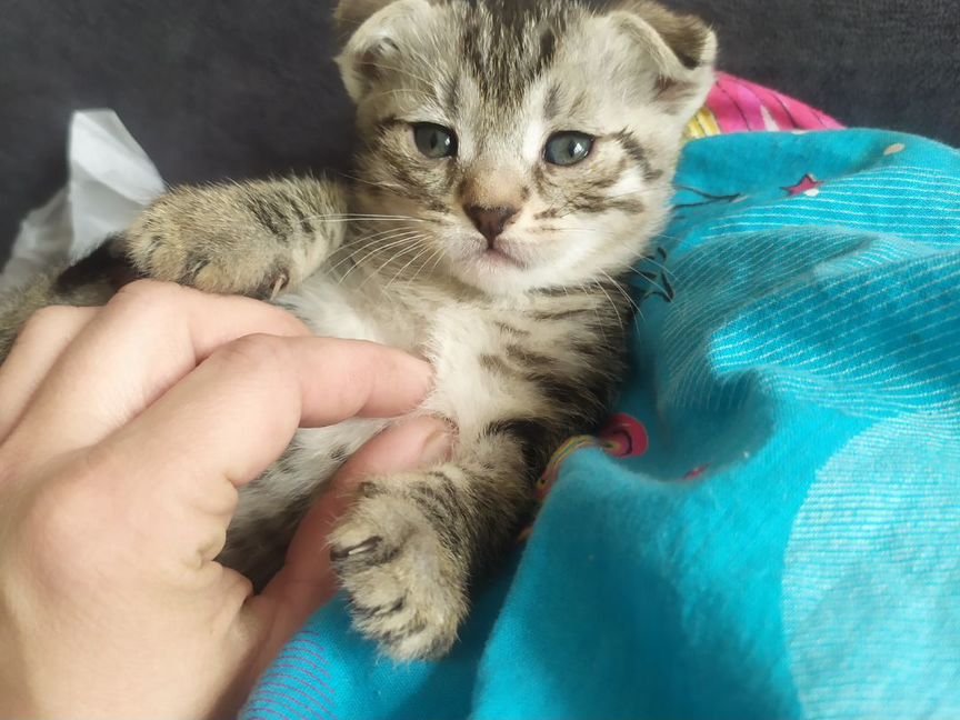 Шотландская вислоухая