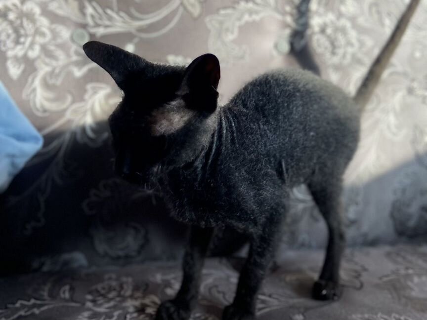 Котята сфинкс браш