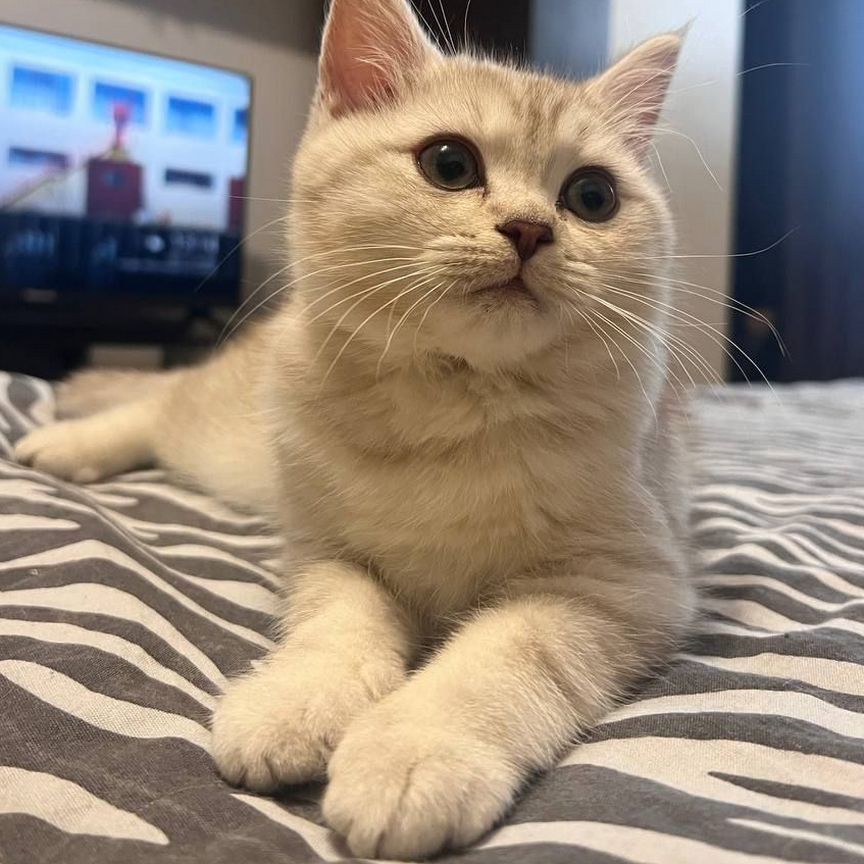 Британский короткошёрстный котёнок
