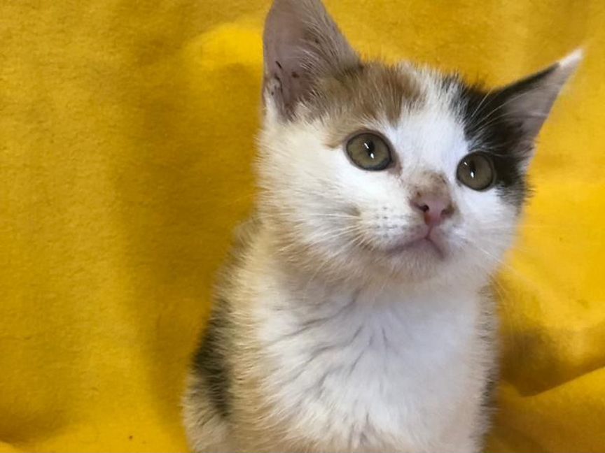 Кошечка Киви-глазки бусинки малышаня ищет домик