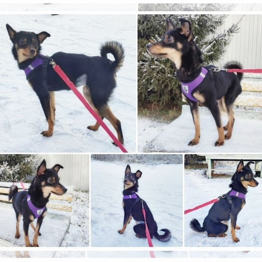 Русский той-терьер, щенок