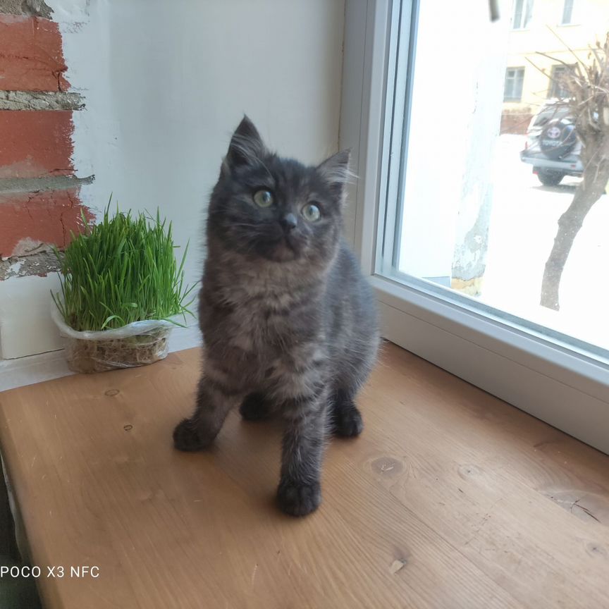 Котенок в добрые руки