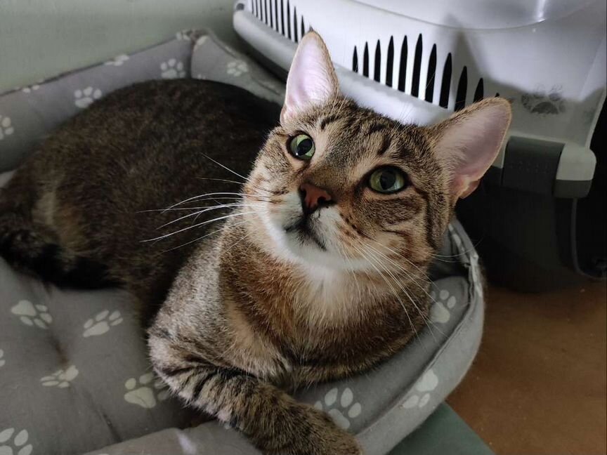 Котик в добрые руки
