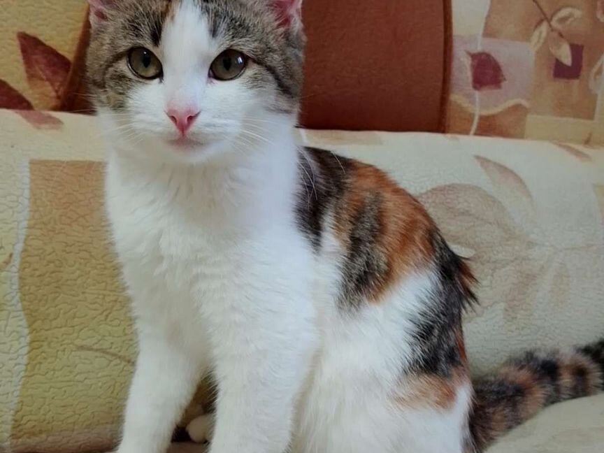 Кошка Стерилизованная