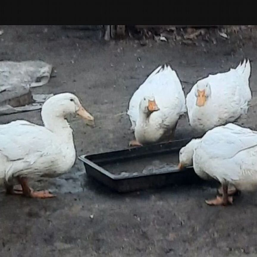 Утки муларды