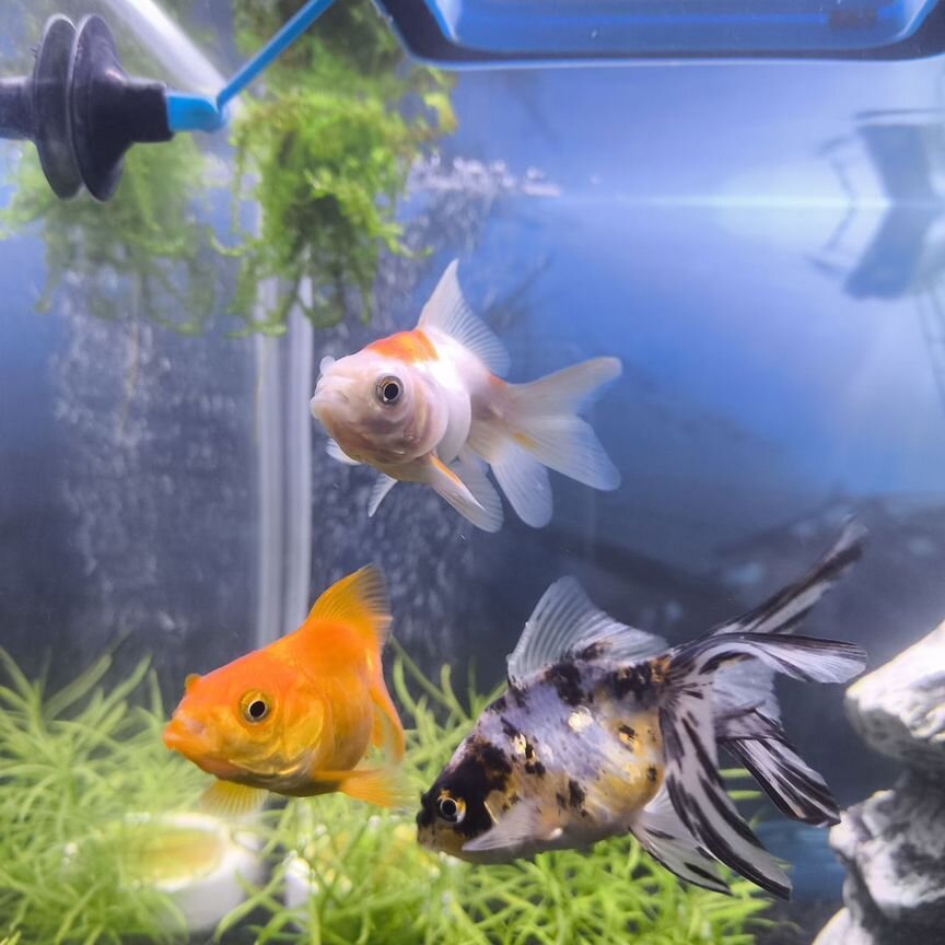 Золотая рыбка