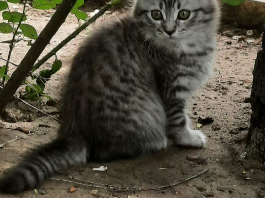 Котенок в добрые руки