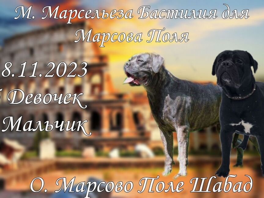 Щенки кане корсо