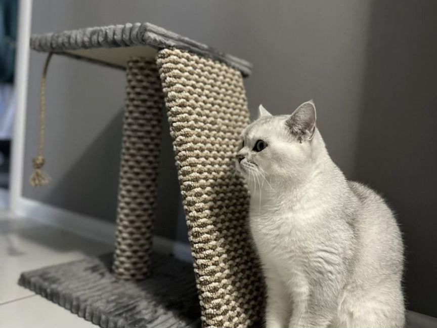 Когтеточка для кошек