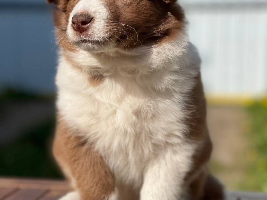 Чудесные малыши бордер колли