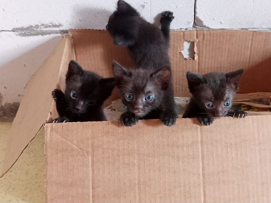 Котята