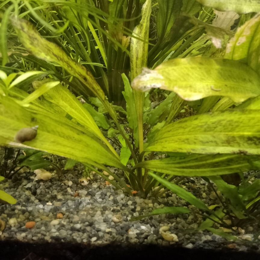 Эхинодорус