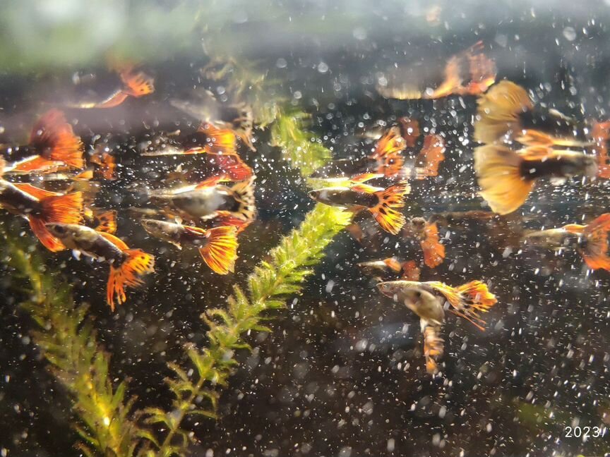 Рыбки гуппи краснохвостые