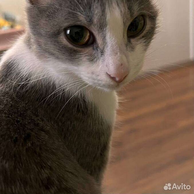 Кошечка Амели ищет хозяев