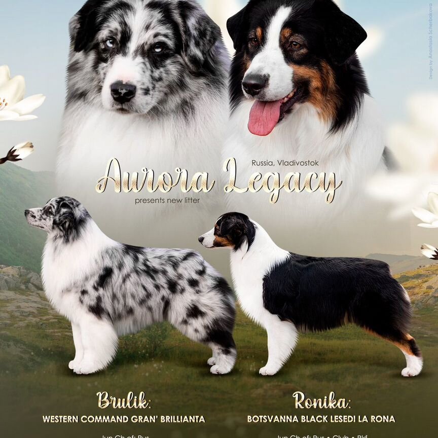 Щенки австралийской овчарки