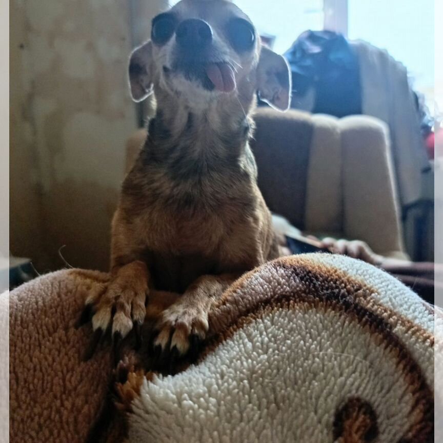 Русский той-терьер, взрослая собака