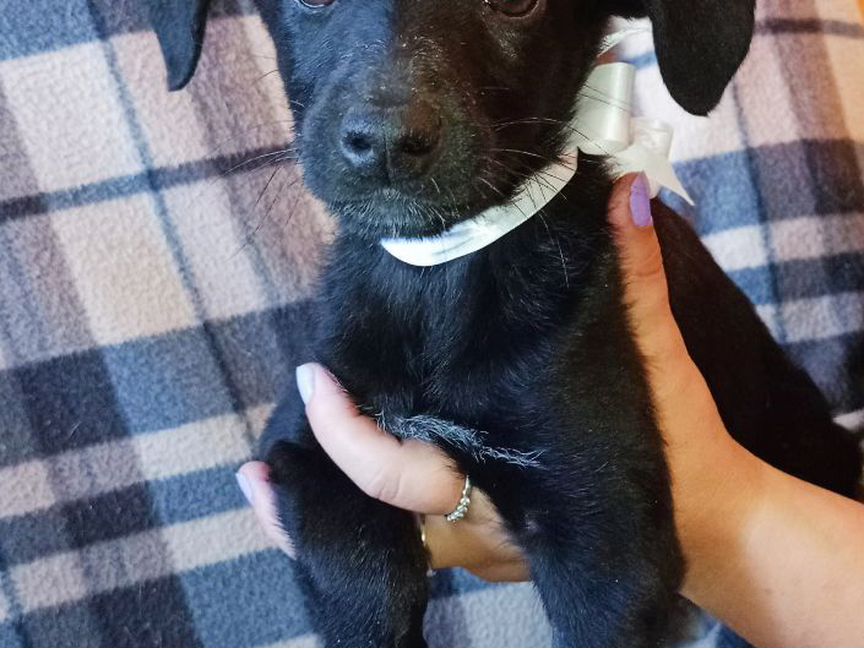 Щенок в добрые руки