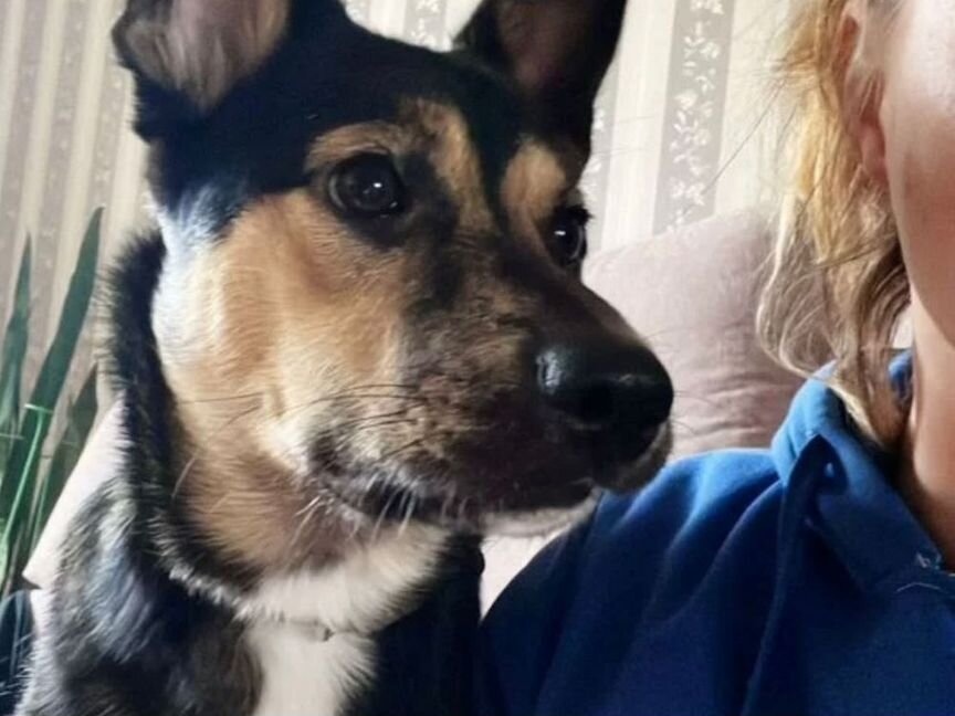 Собака в добрые руки отдам бесплатно