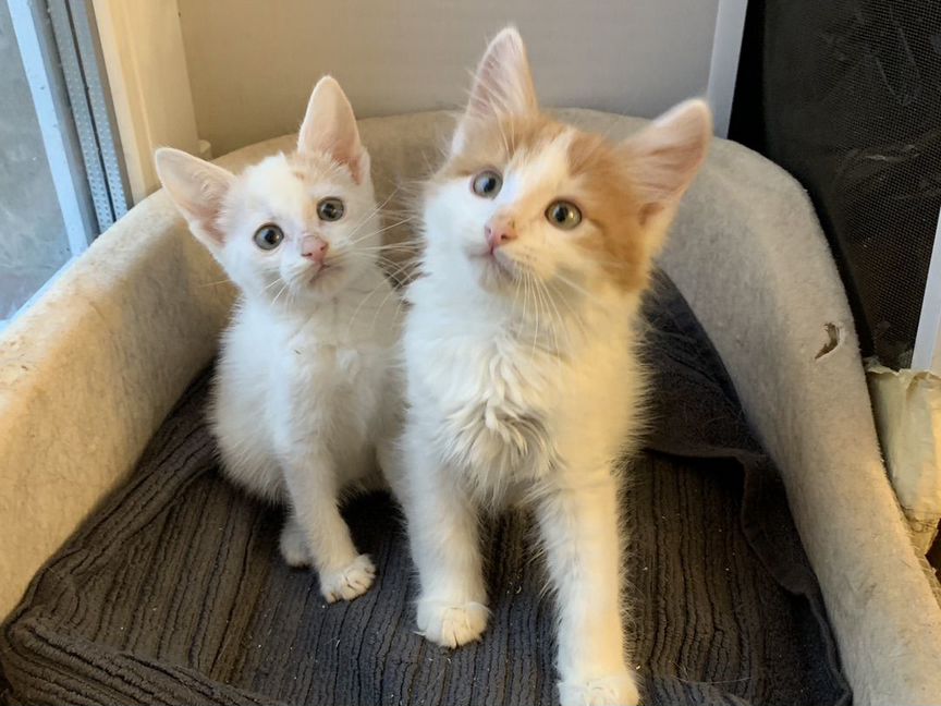 Котята Лео и Ларри