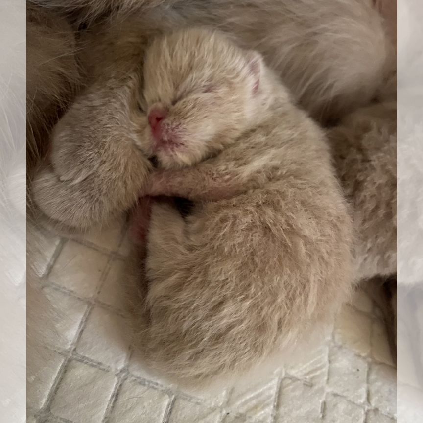 Персидский котёнок