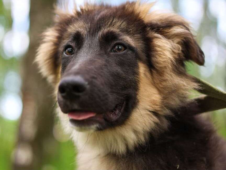 Собака ищет дом