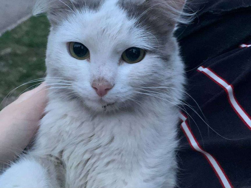 Турецкая ангора