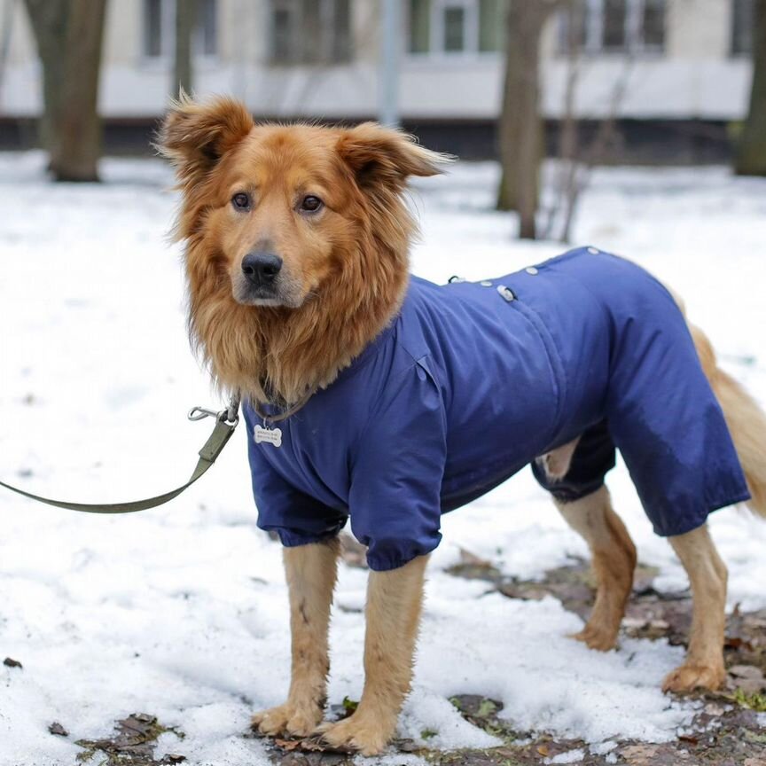 Рыжик ищет дом